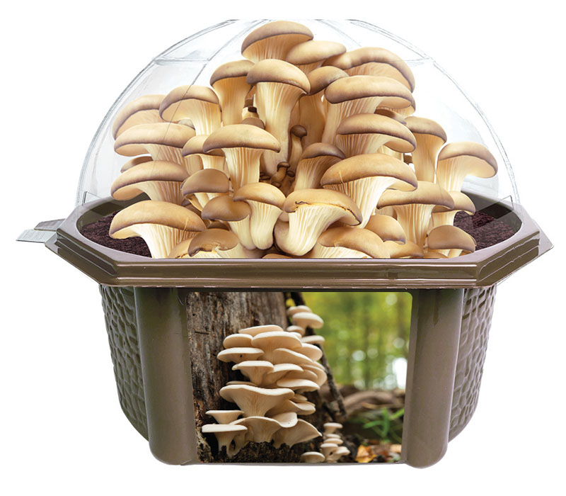 Oyster Mushroom Biosphere ⋆ Time Machine Hobby