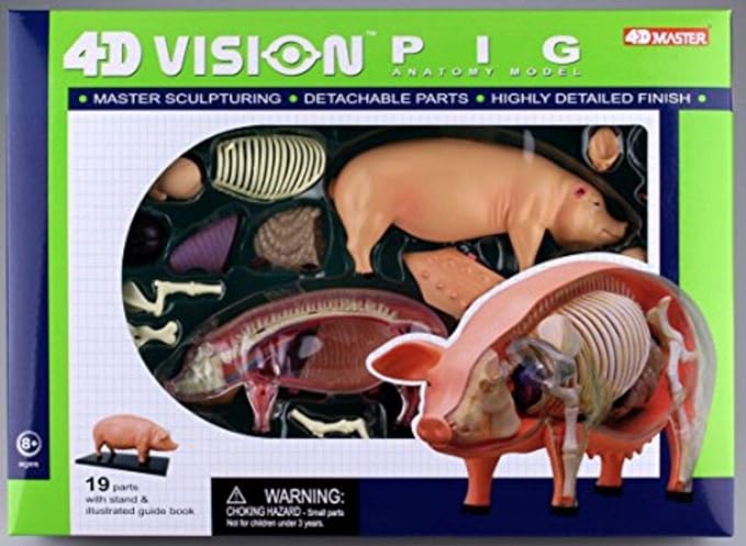 4D Vision Pig Model ⋆ Time Machine Hobby